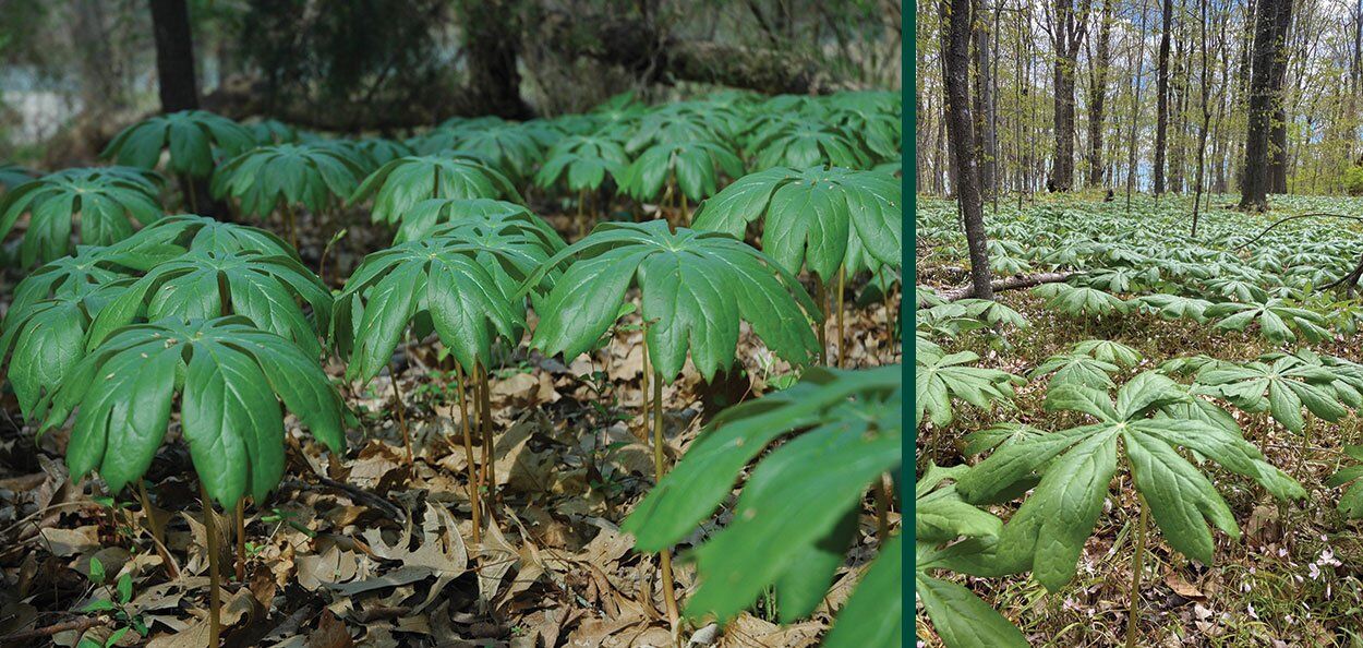 Mayapple | Johnson's Nursery | KB