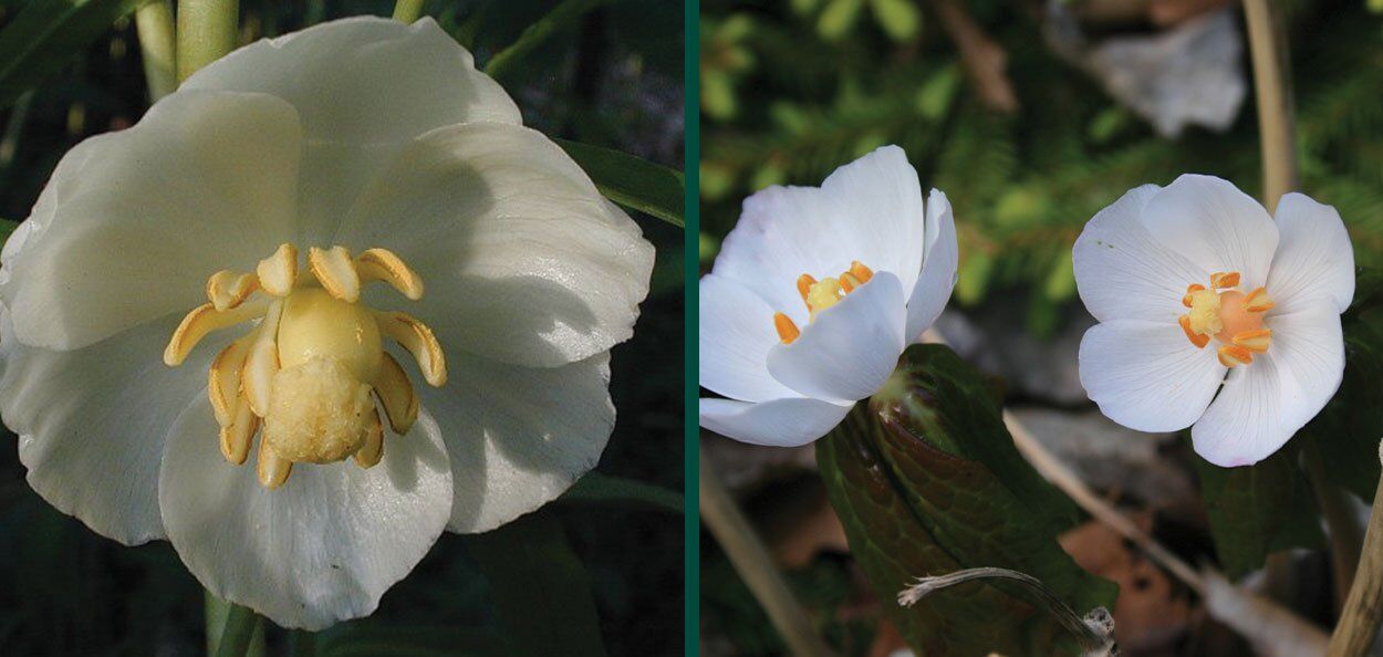 Mayapple | Johnson's Nursery | KB