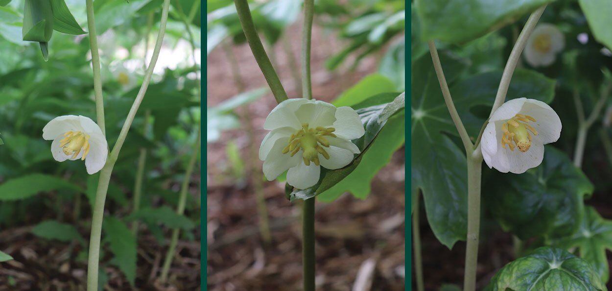 Mayapple | Johnson's Nursery | KB