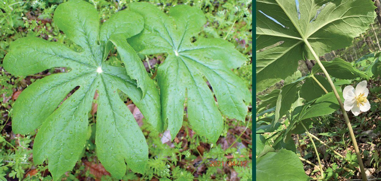 Mayapple | Johnson's Nursery | KB
