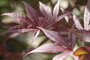 Emperor 1® Japanese Maple | Johnson's Nursery | KB