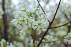Allegheny Serviceberry | Johnson's Nursery | KB