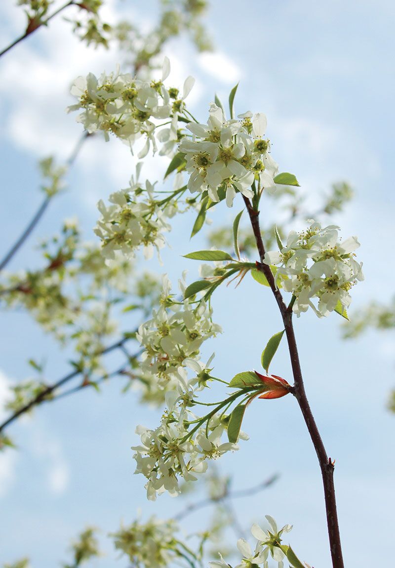 Allegheny Serviceberry | Johnson's Nursery | KB
