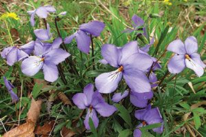 Bird-foot Violet | Johnson's Nursery | KB