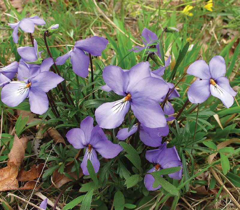 Bird-foot Violet | Johnson's Nursery | KB