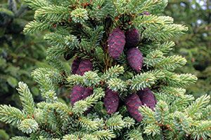 Black Spruce | Johnson's Nursery | KB