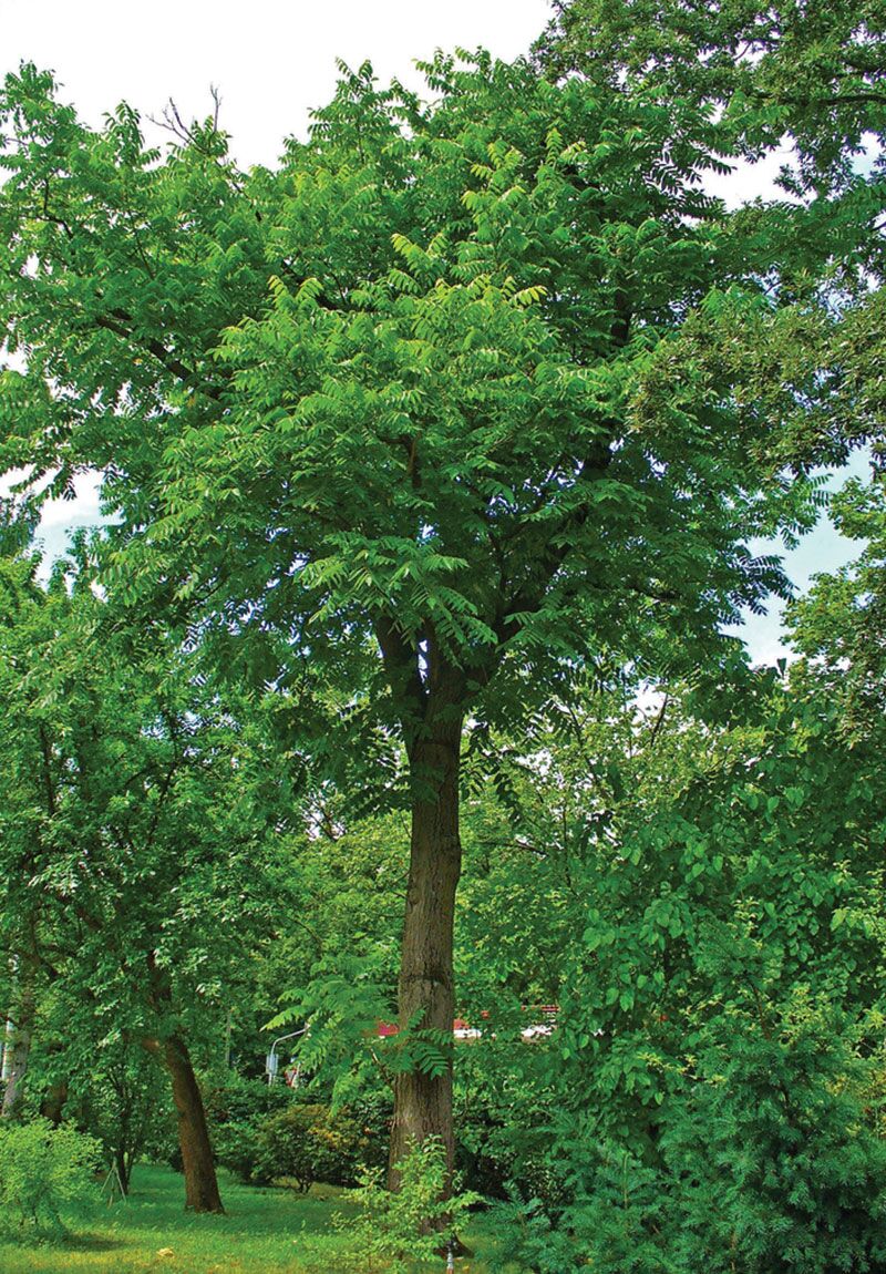 Butternut | Johnson's Nursery | KB