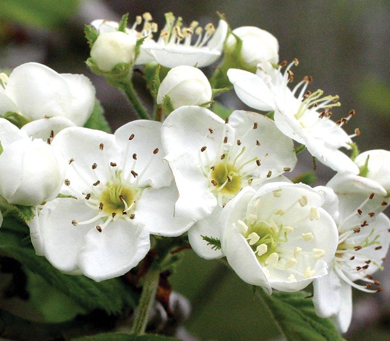 Downy Hawthorn | Johnson's Nursery | KB