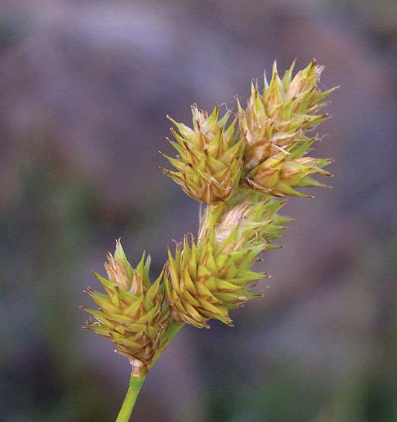 Plains Oval Sedge | Johnson's Nursery | KB