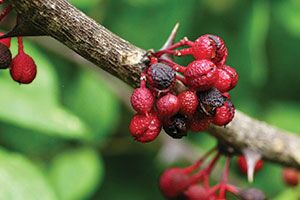 Prickly Ash | Johnson's Nursery | KB