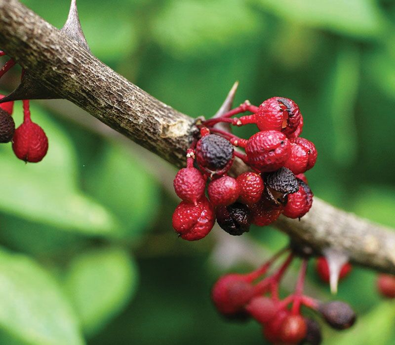 Prickly Ash | Johnson's Nursery | KB