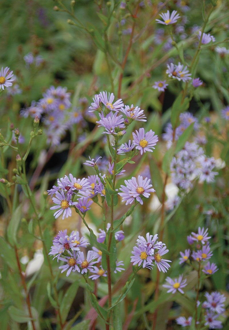 Smooth Aster | Johnson's Nursery | KB