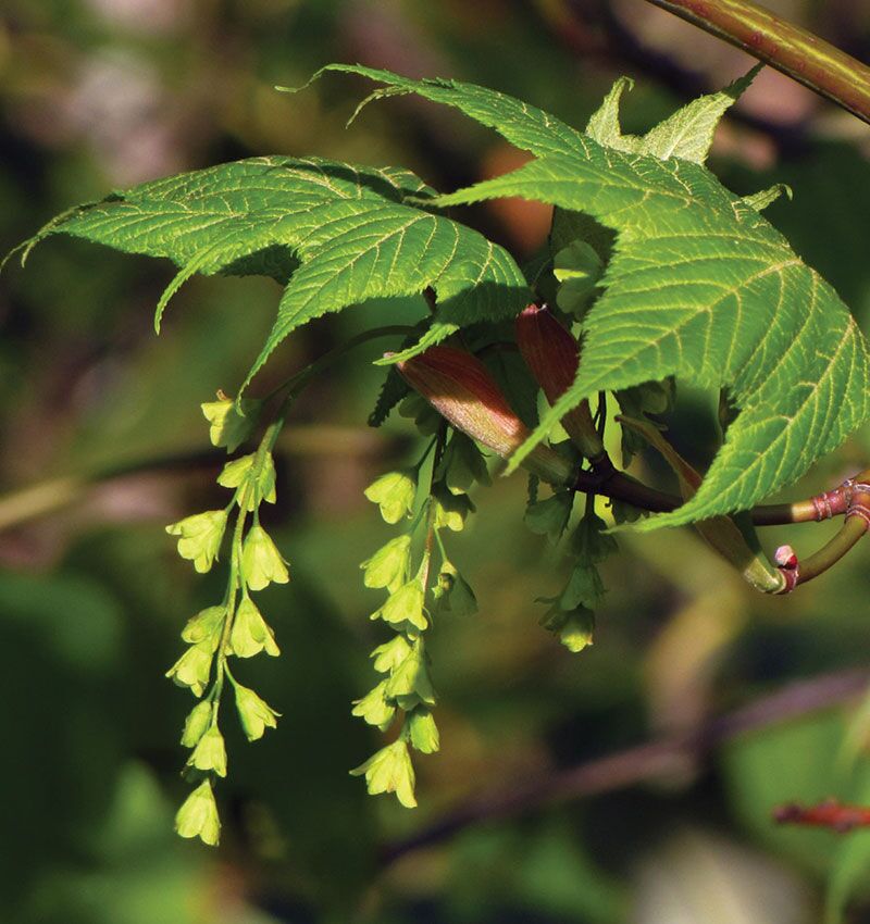 Striped Maple | Johnson's Nursery | KB