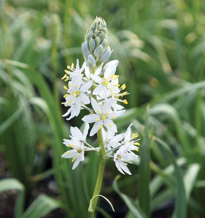 Wild Hyacinth | Johnson's Nursery | KB