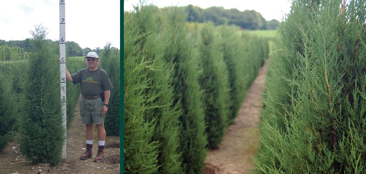 Taylor Juniper | Johnson's Nursery | KB