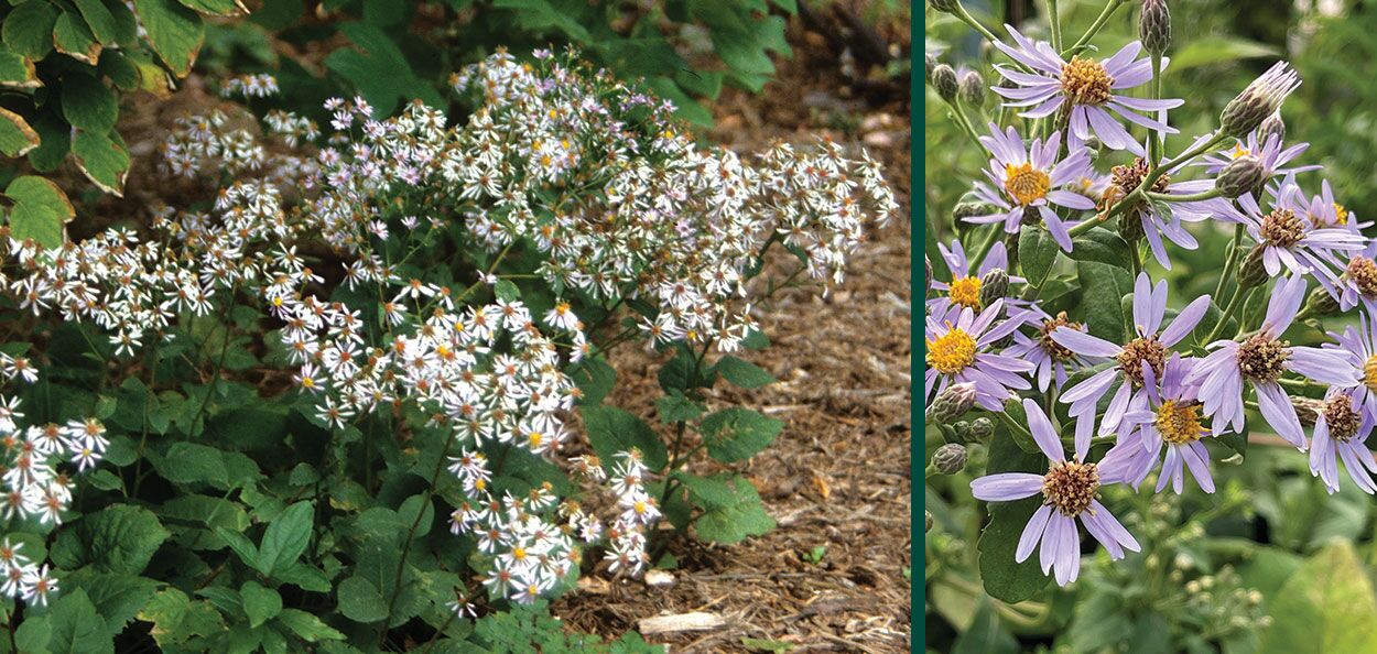 6 Native Groundcovers for Pollinators | Johnson's Nursery | KB