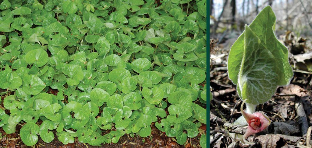 6 Native Groundcovers for Pollinators | Johnson's Nursery | KB