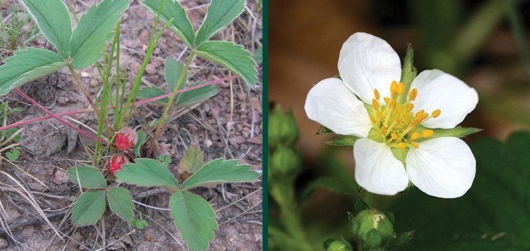 6 Native Groundcovers for Pollinators | Johnson's Nursery | KB
