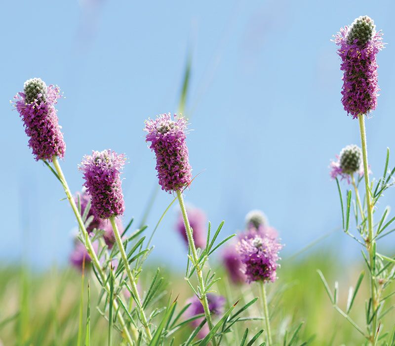 Wisconsin Native Perennials | Johnson's Nursery | Knowledgebase