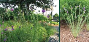 Purple Prairie Clover | Johnson's Nursery | KB