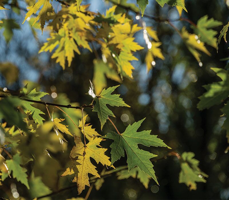 Silver Maple | Johnson's Nursery | KB