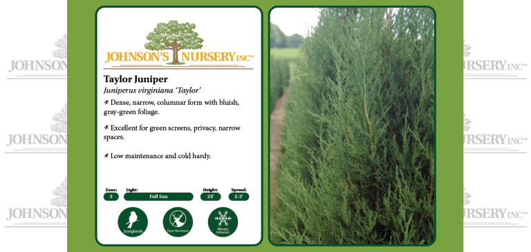 Taylor Juniper | Johnson's Nursery | KB
