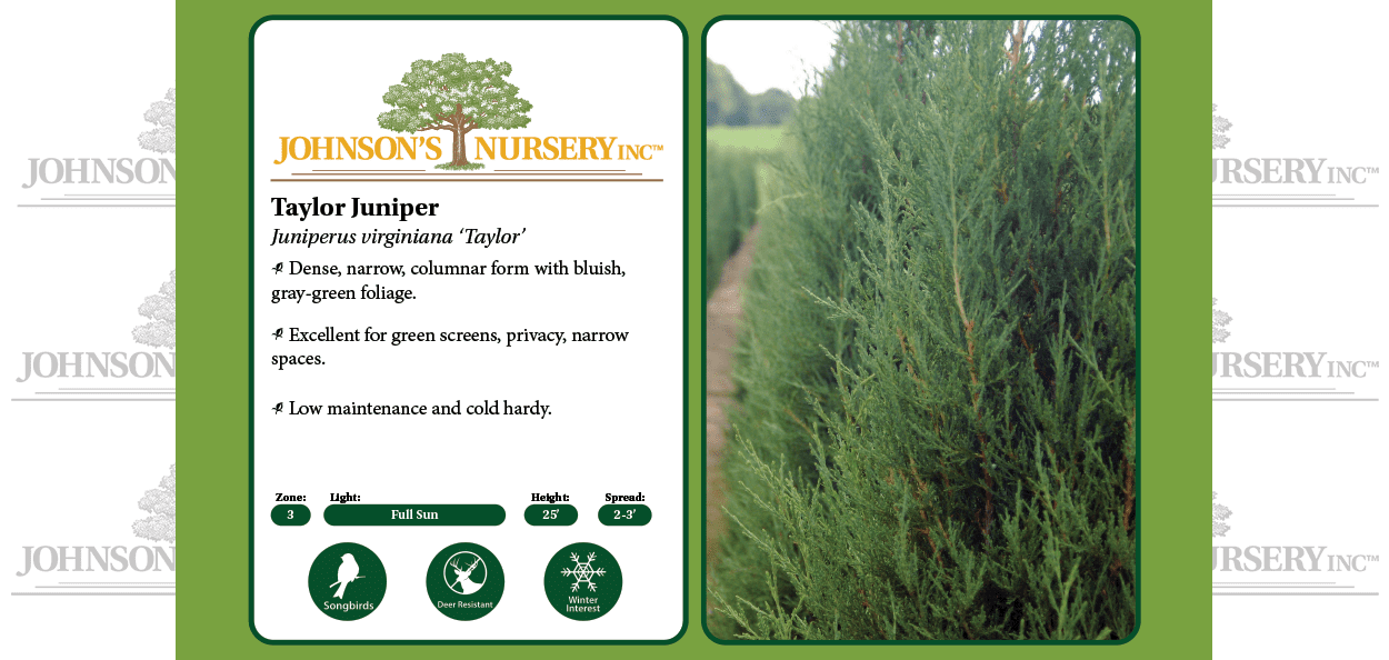 Taylor Juniper | Johnson's Nursery | KB