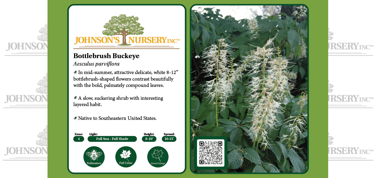 Bottlebrush Buckeye | Johnson's Nursery | KB
