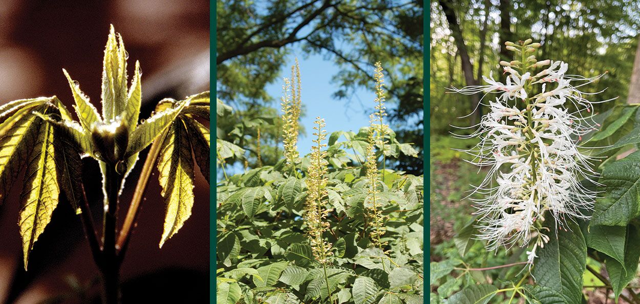 Bottlebrush Buckeye | Johnson's Nursery | KB