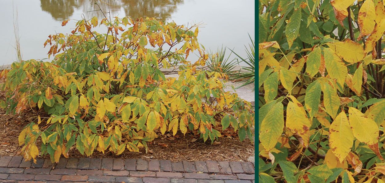 Bottlebrush Buckeye | Johnson's Nursery | KB