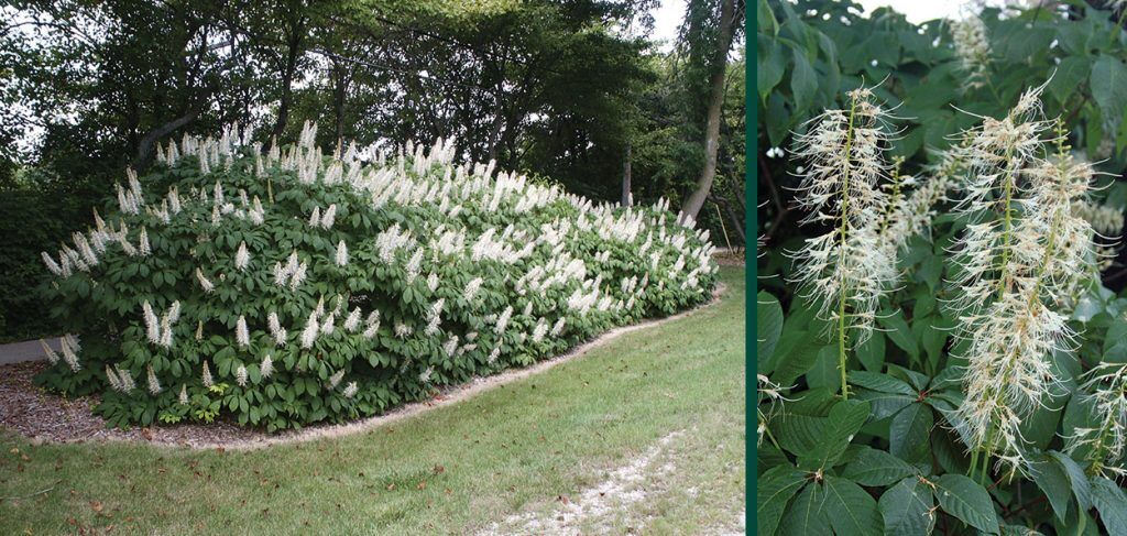 Bottlebrush Buckeye | Johnson's Nursery | KB