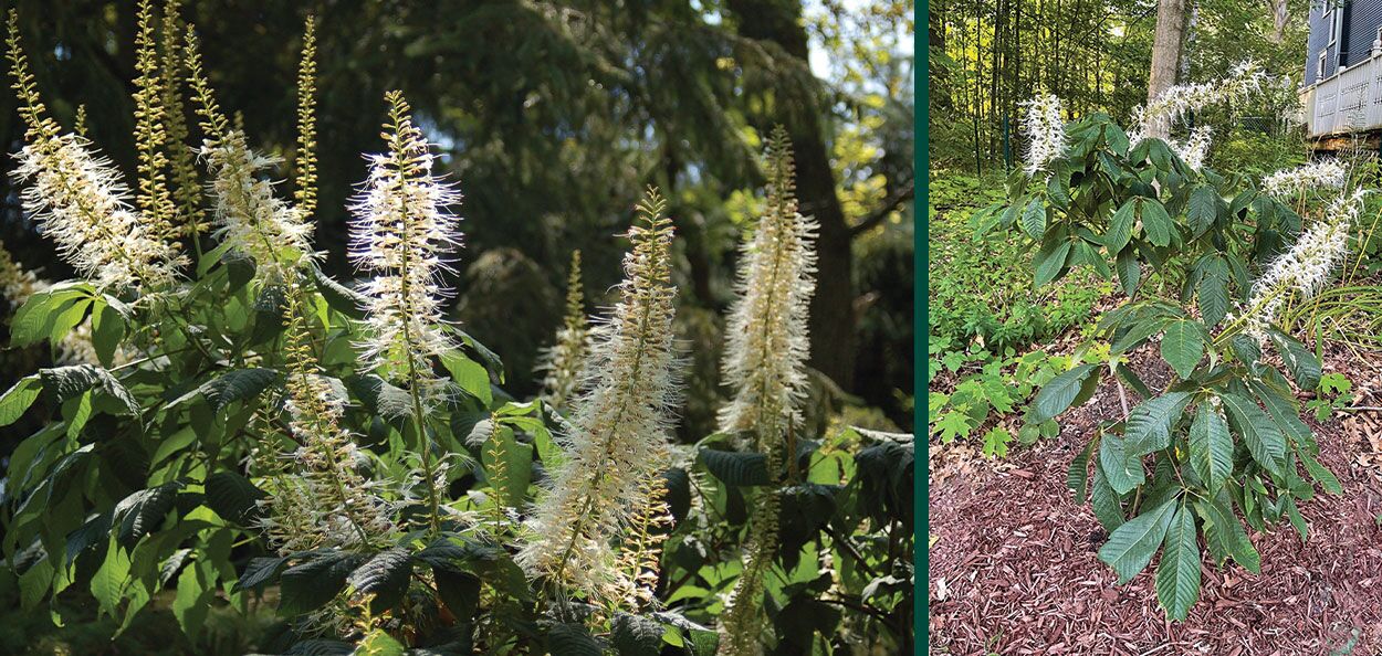 Bottlebrush Buckeye | Johnson's Nursery | KB