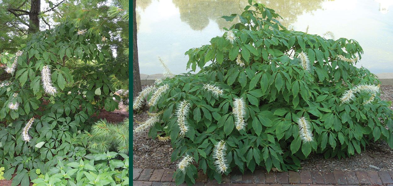 Bottlebrush Buckeye | Johnson's Nursery | KB