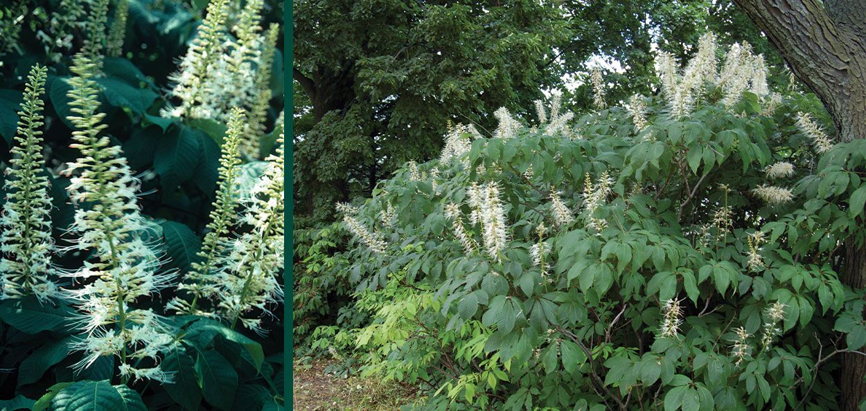 Bottlebrush Buckeye | Johnson's Nursery | KB