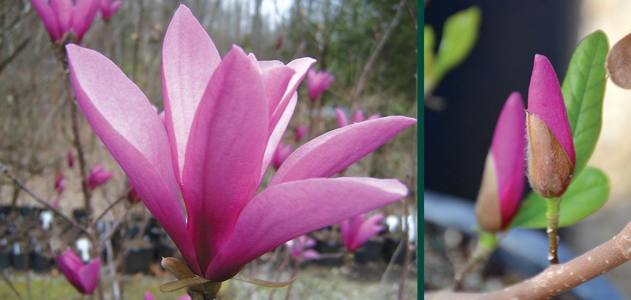 Ann Magnolia | Johnson's Nursery | KB