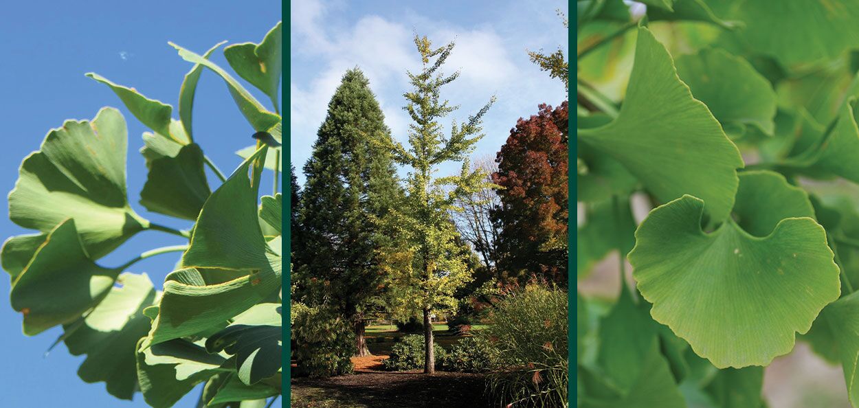 Princeton Sentry® Ginkgo | Johnson's Nursery | KB