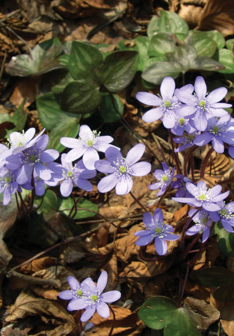 Wisconsin Native Spring Ephemerals | Johnson's Nursery | KB