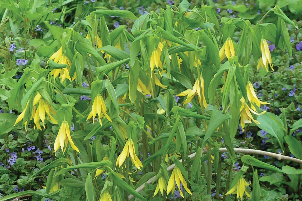 Wisconsin Native Spring Ephemerals | Johnson's Nursery | KB