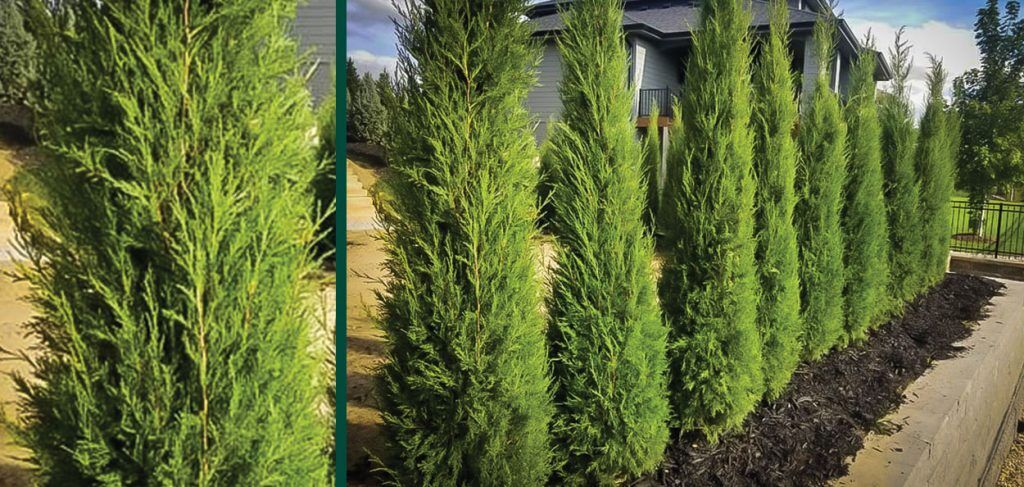 Taylor Juniper | Johnson's Nursery | KB