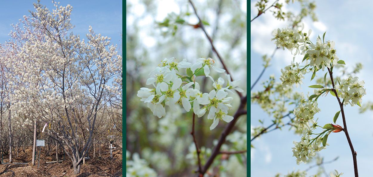 Allegheny Serviceberry | Johnson's Nursery | KB