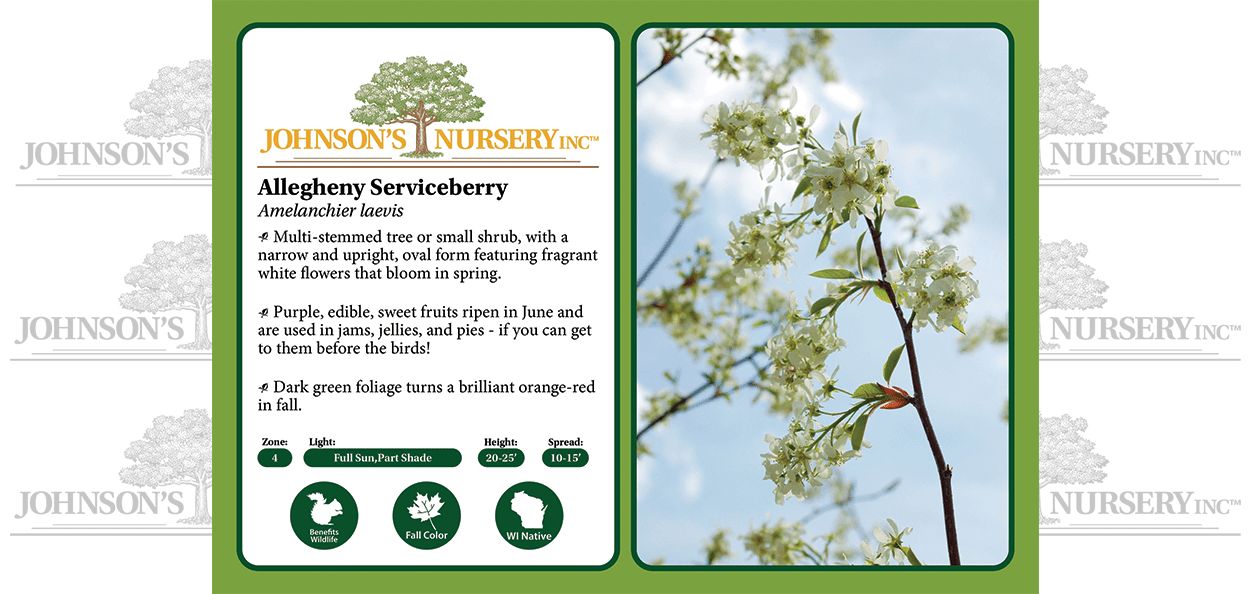 Allegheny Serviceberry | Johnson's Nursery | KB