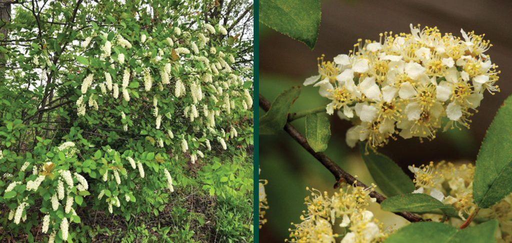 Chokecherry | Johnson's Nursery | KB