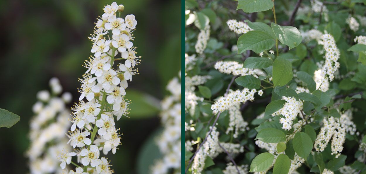 Chokecherry | Johnson's Nursery | KB