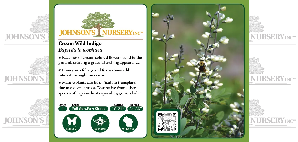 Cream Wild Indigo | Johnson's Nursery | KB