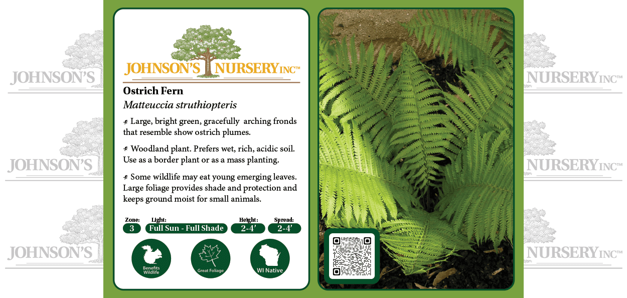 Ostrich Fern | Johnson's Nursery | KB