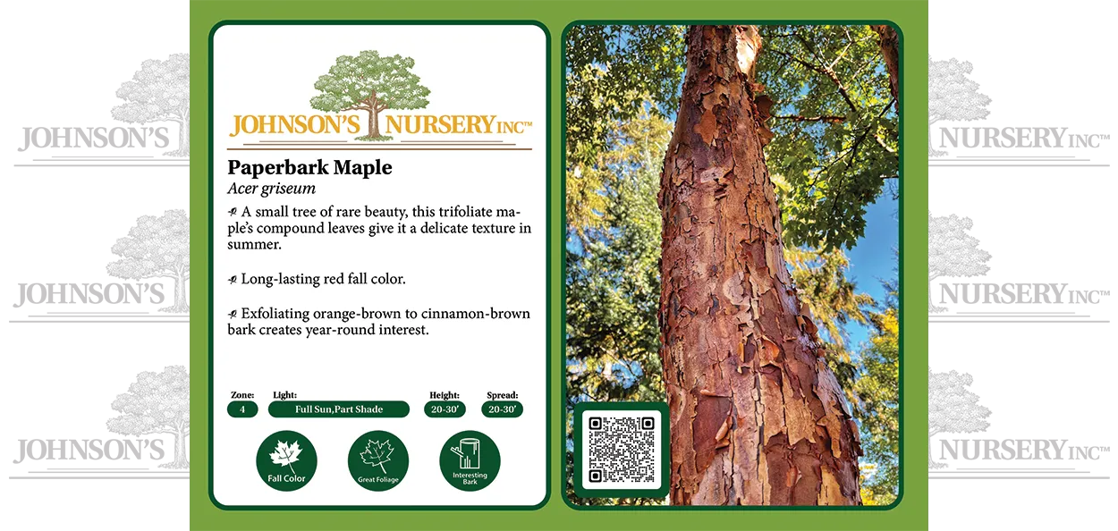 Paperbark Maple | Johnson's Nursery | KB