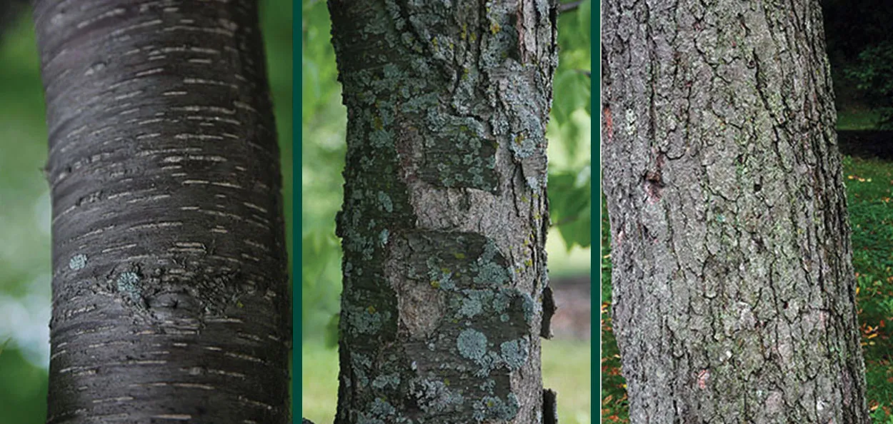 Sweet Birch | Johnson's Nursery | KB