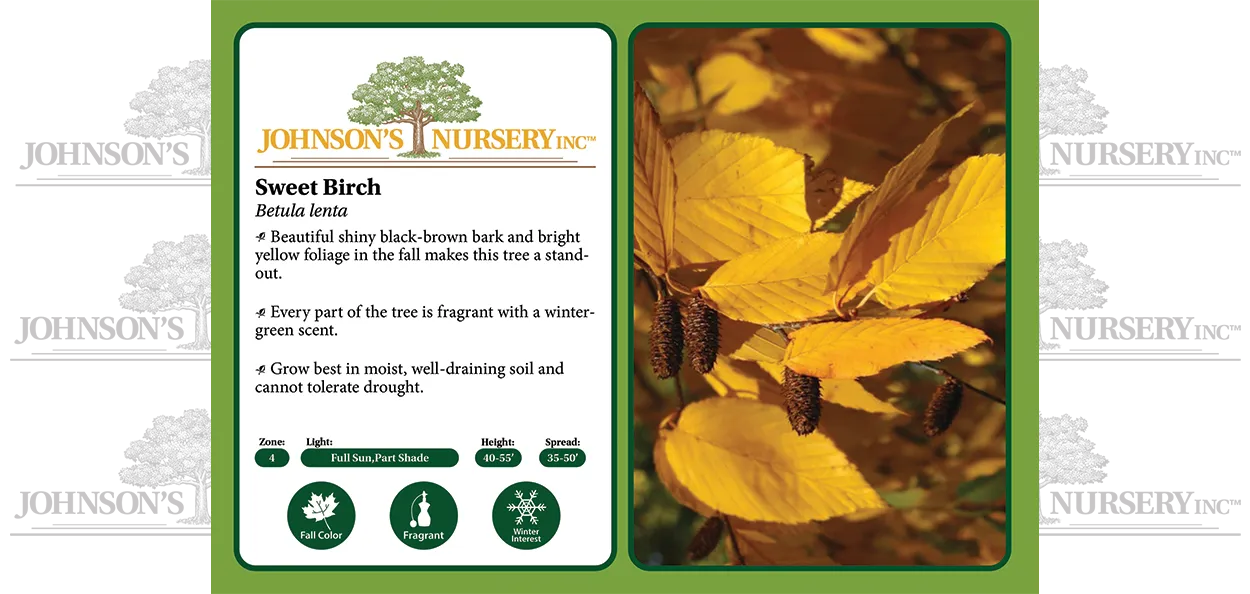 Sweet Birch | Johnson's Nursery | KB