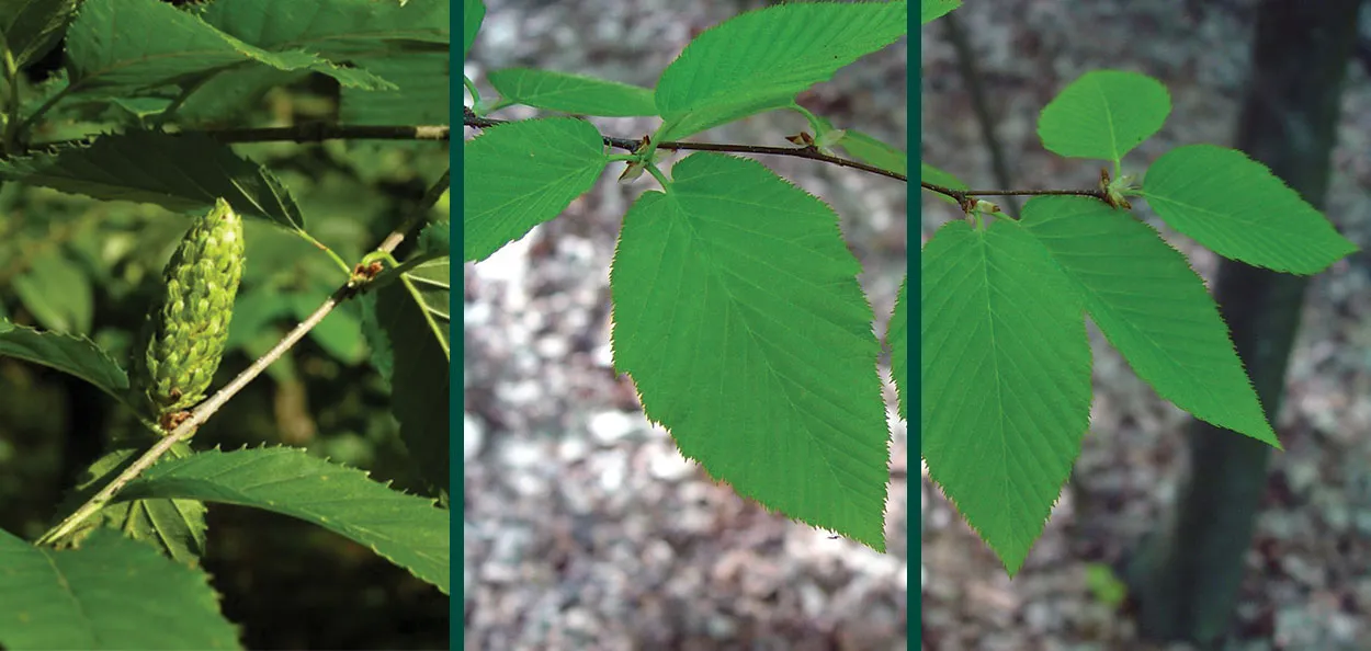 Sweet Birch | Johnson's Nursery | KB
