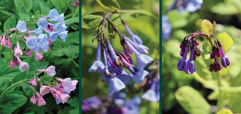 Virginia Bluebells | Johnson's Nursery | KB